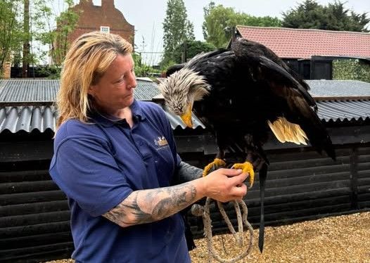 Aspen the bald eagle has been found
