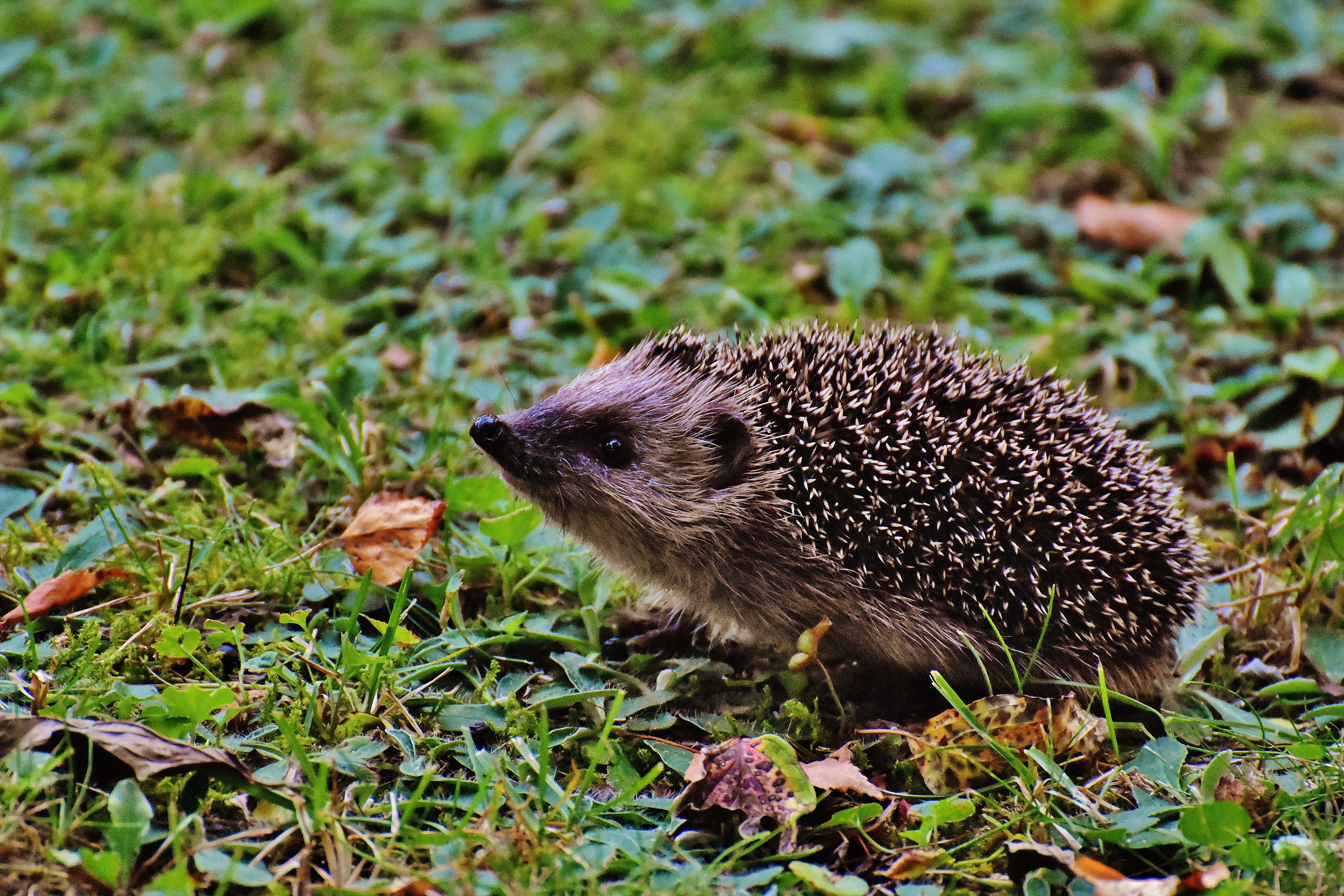 Investigation into burned body of hedgehog in Sherburn-in-Elmet park