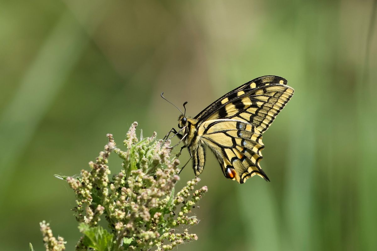 UKs largest butterfly returns to Norfolk | News - Greatest Hits Radio ...
