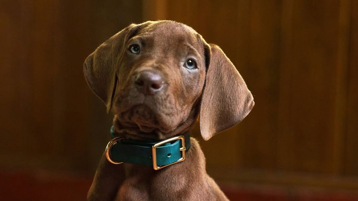Scooby-Doo: Origins unveils real puppy for new Netflix series