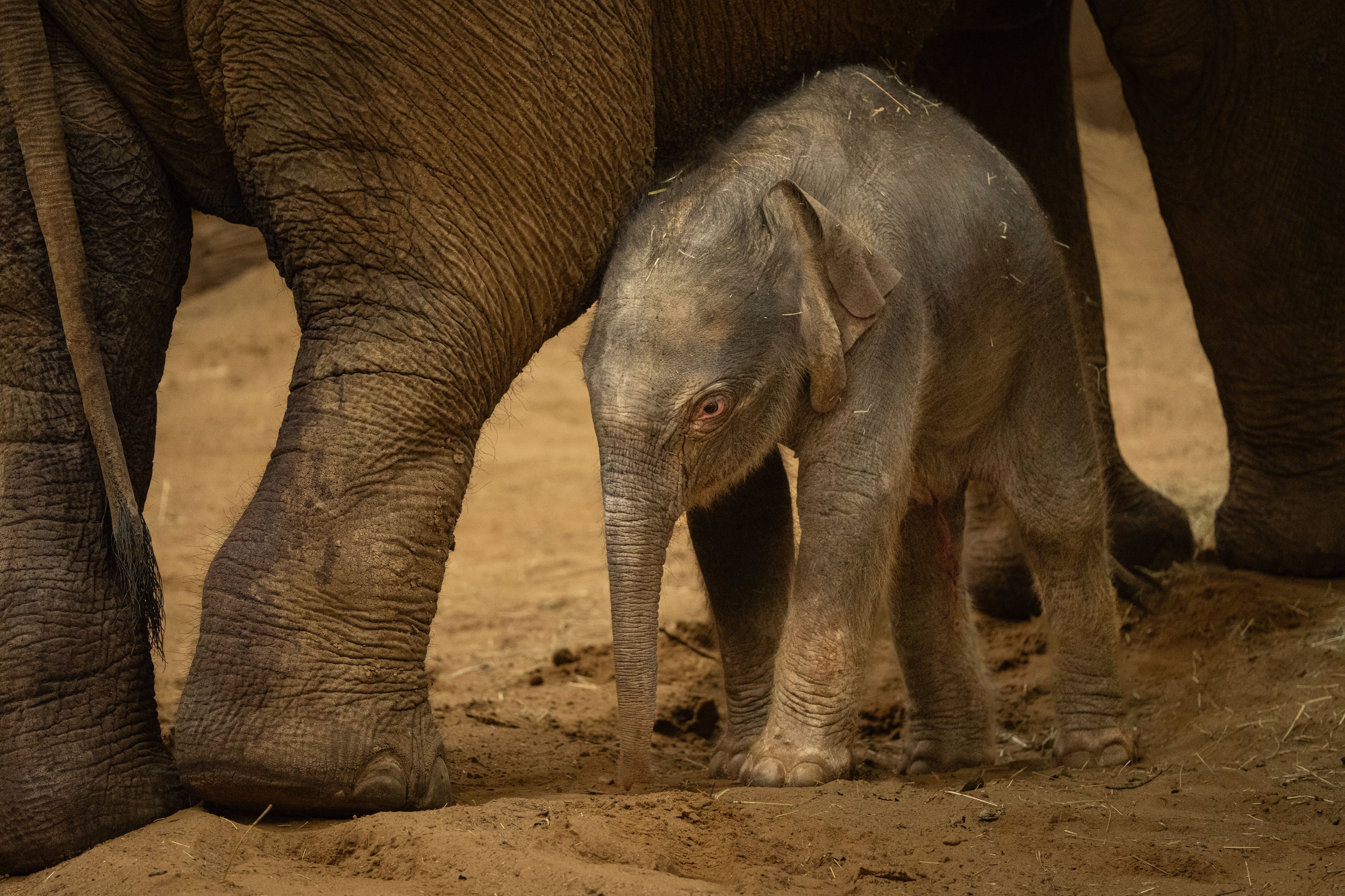 Newborn Asian elephant calf joins Whipsnade Zoo family