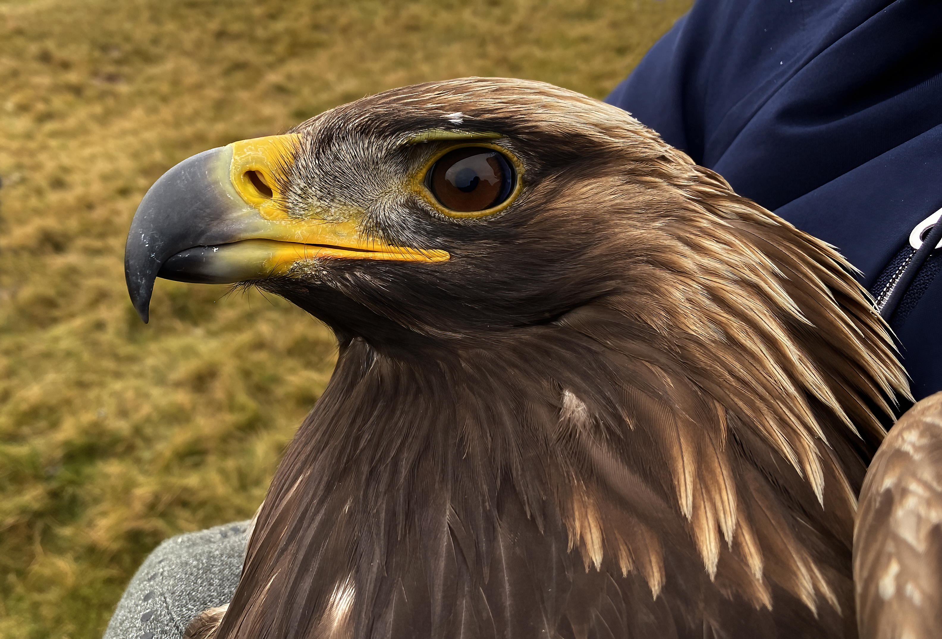 Scottish Borders: Post-mortem reveals cause of Golden Eagle's death