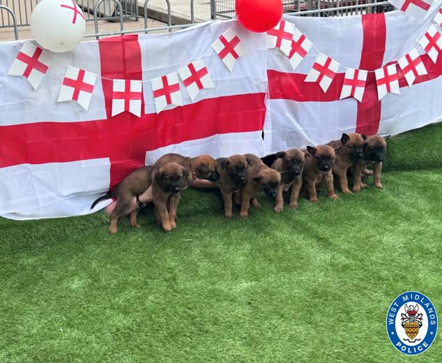 The paw-fect squad: Police pups named after Three Lions players | News ...