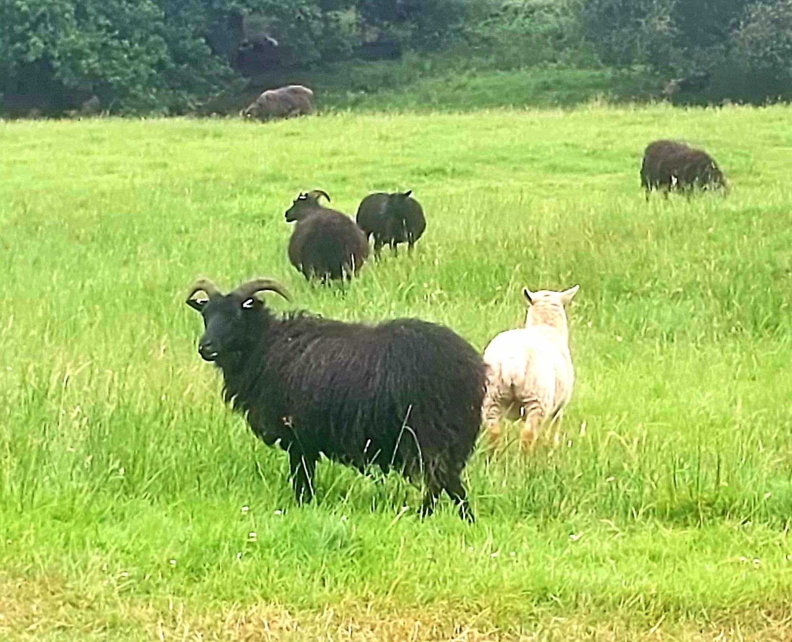 Sheep stolen from Hampshire farm