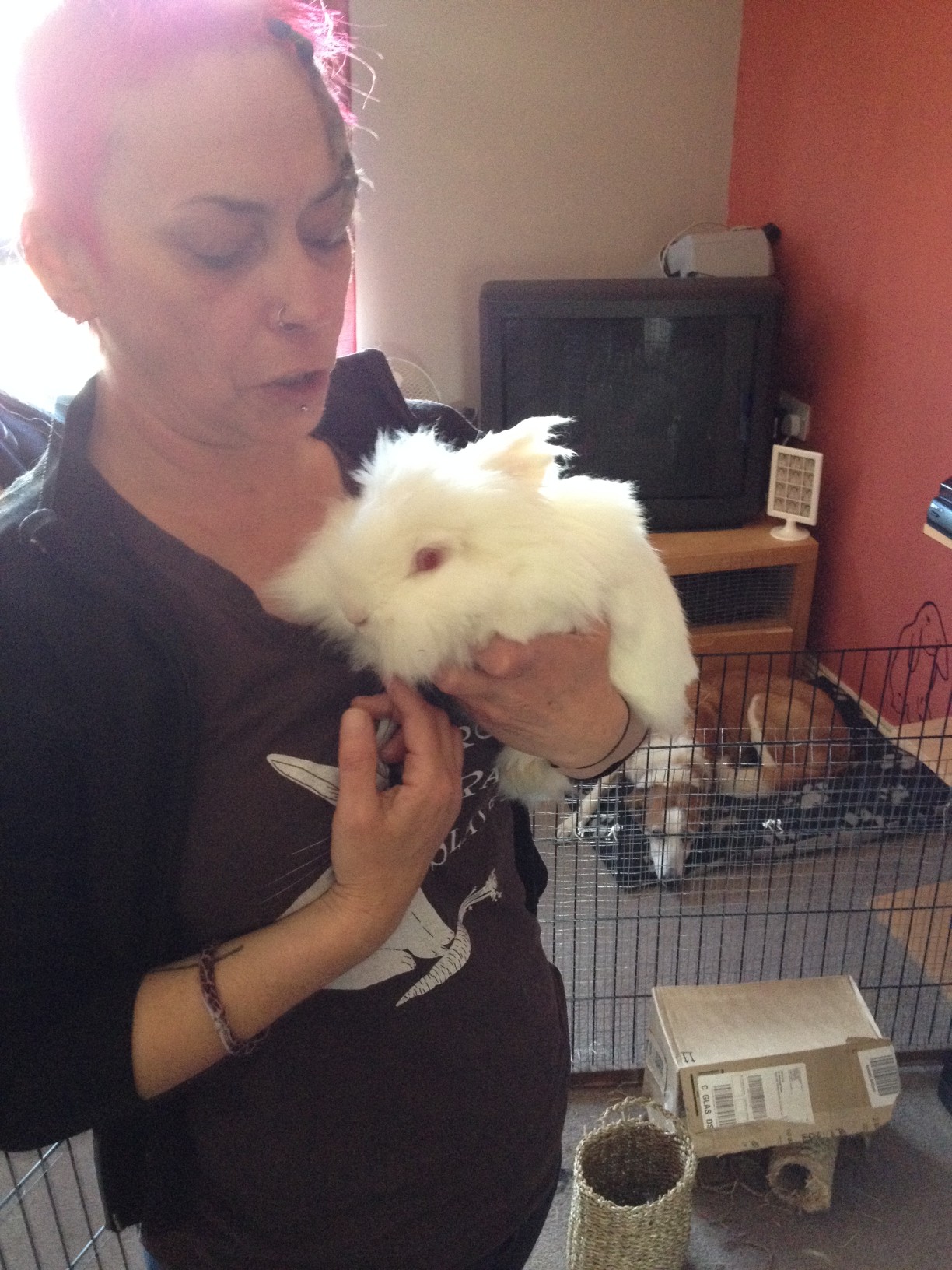 MSPs Urged To End Rabbit 'Neglect' | News - Tay FM