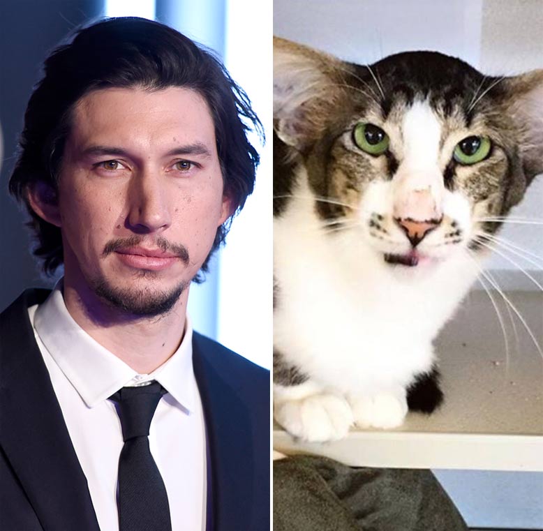 Meet the cat who looks like Star Wars: The Force Awakens villain Adam ...
