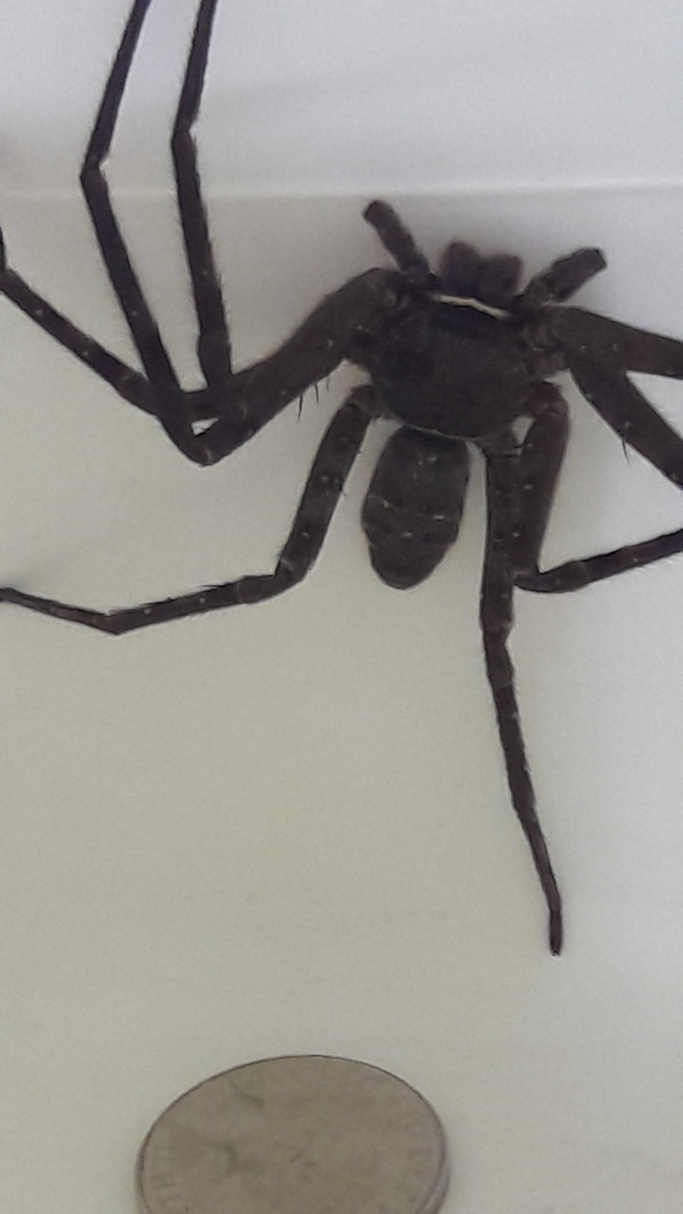 Venomous spider stows away in shipping container | News - Clyde 1