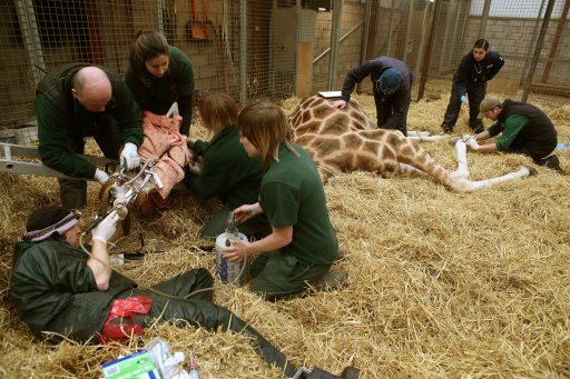 Giraffe Vet Work Not A Pain In The Neck | News - Clyde 1