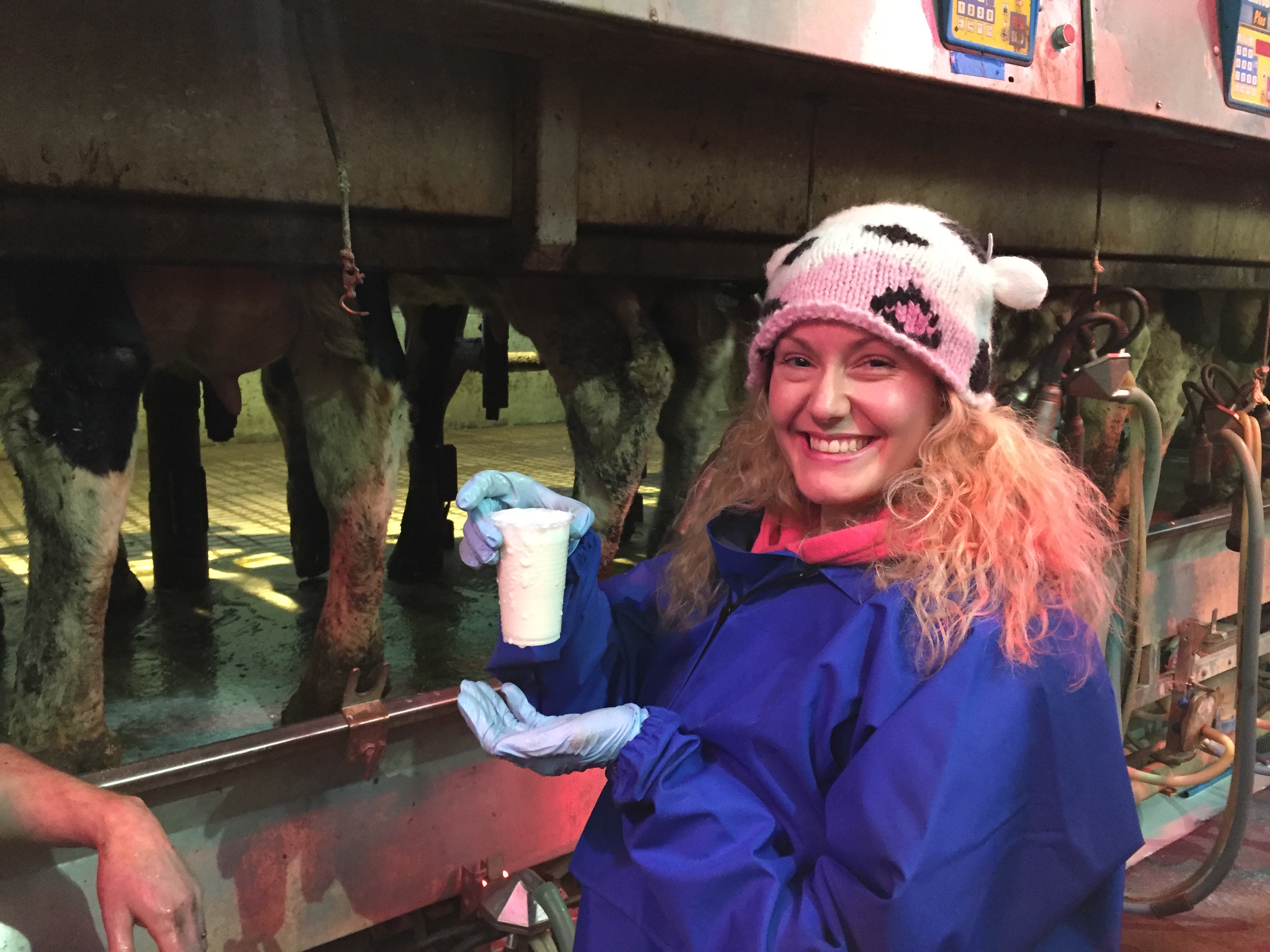 Udder madness - cow attends Sunderland wedding | News - Greatest Hits ...