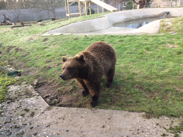 WATCH: Camperdown introduces three new bears | News - undefined