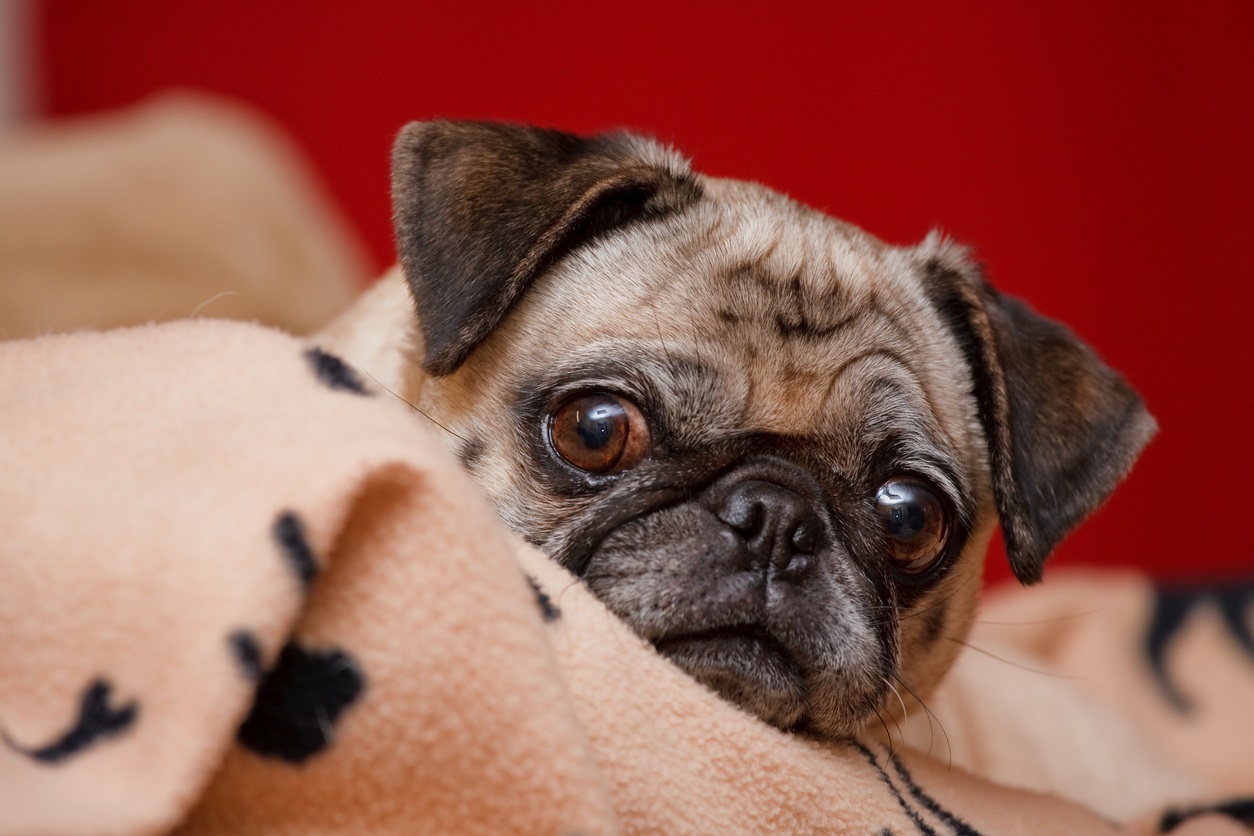 7 things you should know before dating someone with a dog | Dating ...
