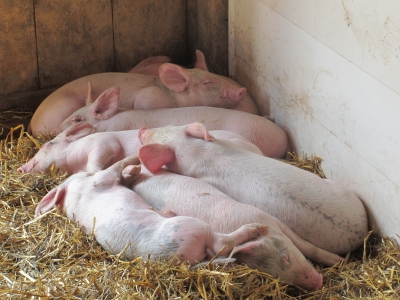 300 Pigs Removed From Monikie Farm After Fire | News - Tay FM