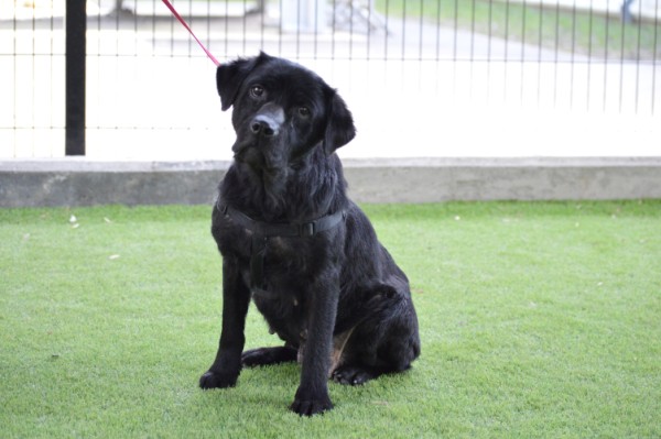 Mystery of black lab found at train station. | News - undefined