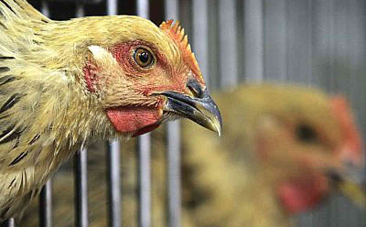 Bird flu: Worcester farm at risk of losing everything | News - Greatest ...
