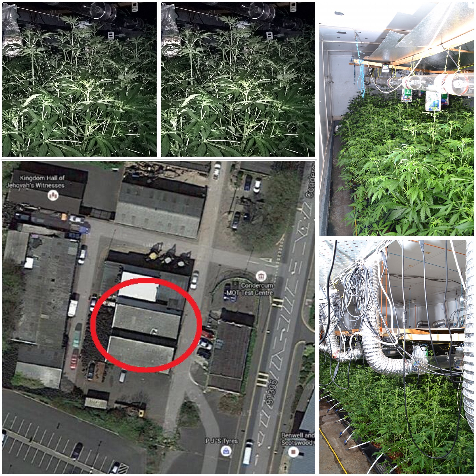 £500,000 worth of cannabis plants seized in Newcastle | News - undefined