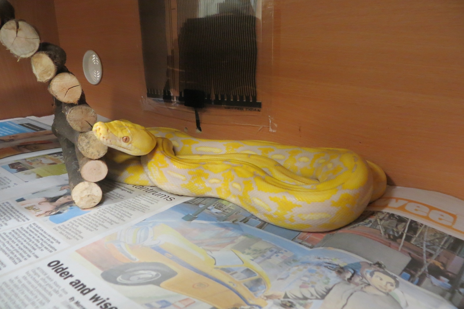 Snake numbers rocket in North East | News - undefined