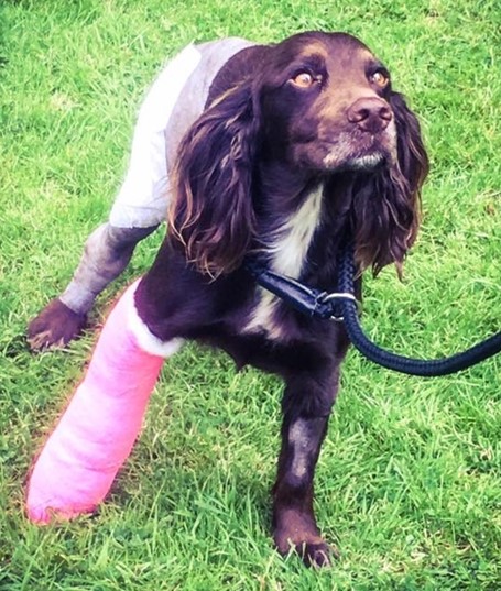 Darcy named PDSA Pet Survivor of the Year after ‘miracle’ recovery from ...