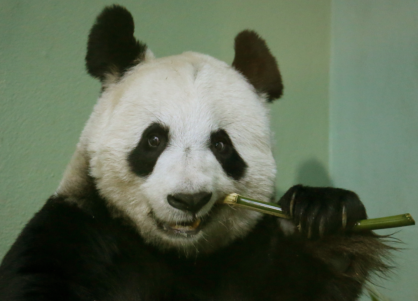 No cub this year for Edinburgh Zoo's female giant panda | News - Clyde 1