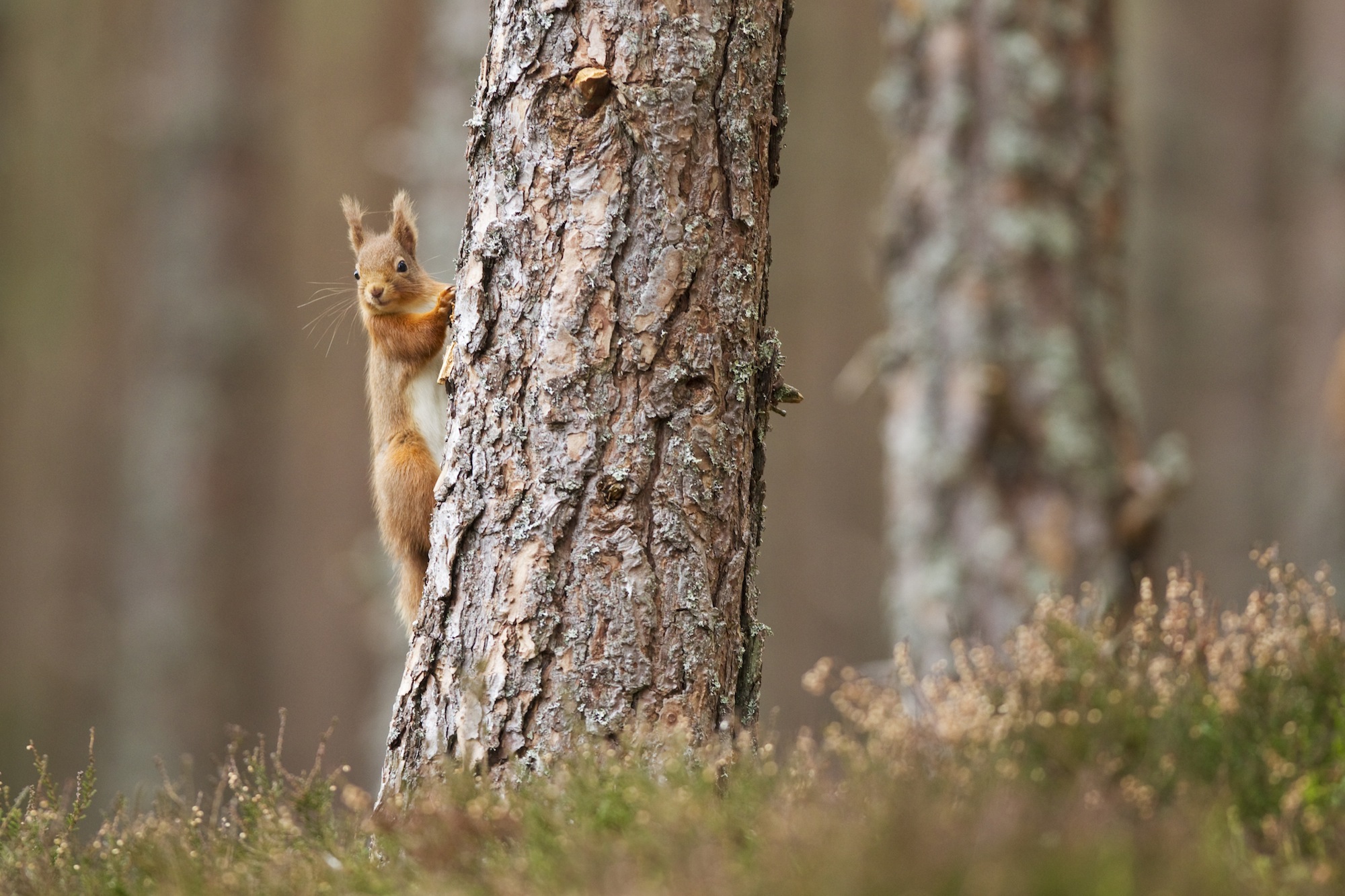 Red squirrel groups being introduced to Highland forests | News - MFR