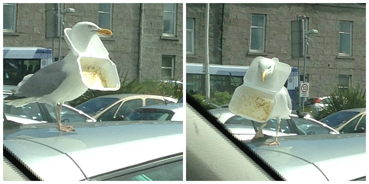 How to Tackle Aberdeen's Problem Seagulls | News - Northsound 1