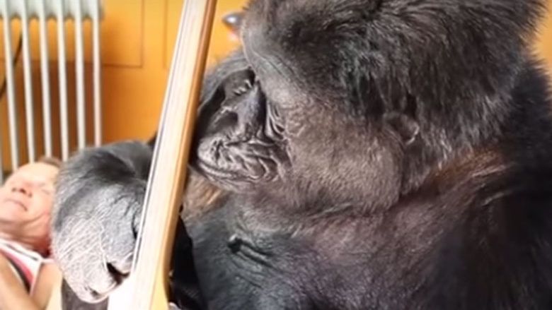 WATCH: Red Hot Chili Peppers' Flea plays bass with Koko the gorilla ... WATCH: Red Hot Chili Peppers' Flea plays bass with Koko the gorilla ...
