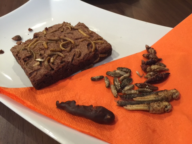 WATCH: Would you try them? Edinburgh cafe introduces BUGS to its menu ...