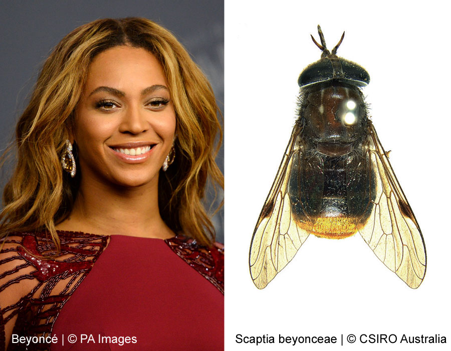 Musicians that have species and plants named after them | Music ...