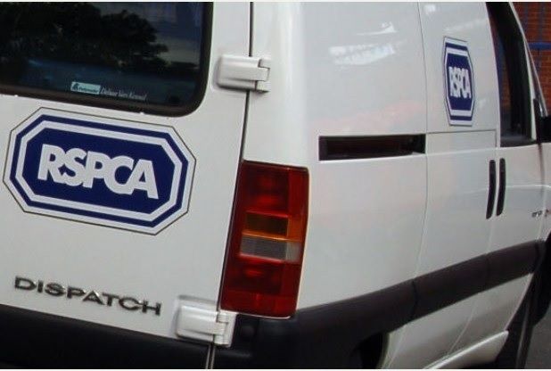 ‘Very busy year’ for RSPCA in Dorset as 400 animals rehomed | News ...