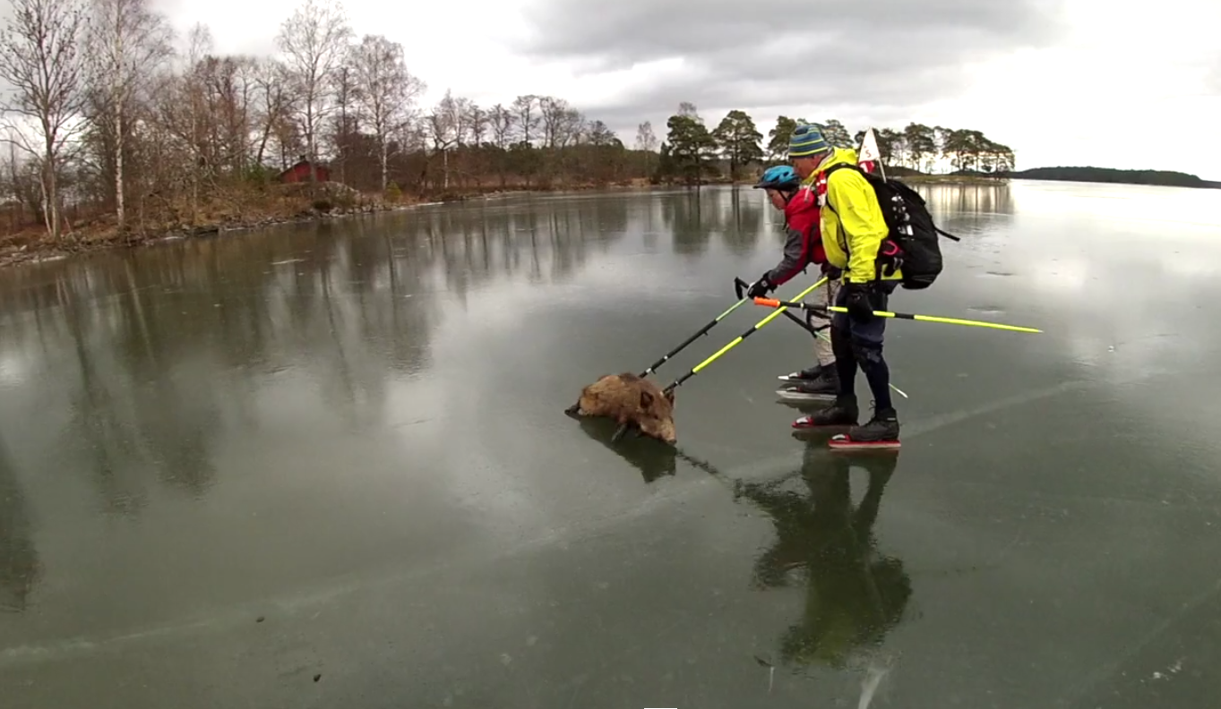 WATCH: Ice-skater finds innovative way to rescue wild boar from ice ...