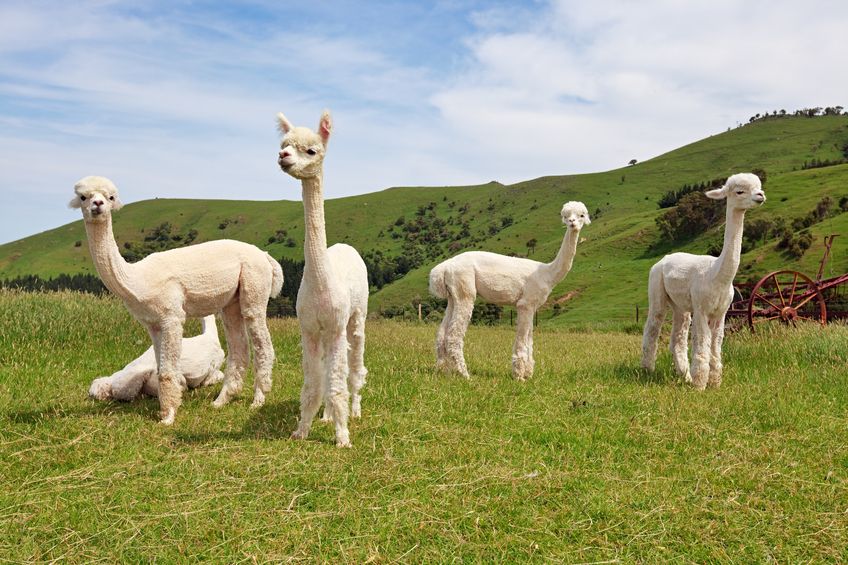 Police investigate arson attack on Rogate alpaca farm | News - Greatest ...