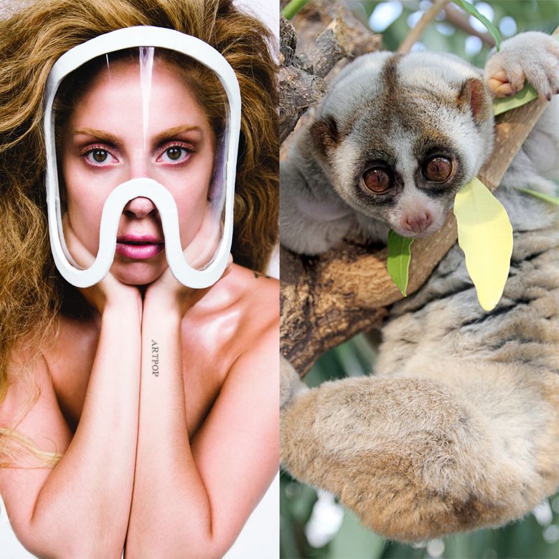 Lady Gaga 'Nipped' By Slow Loris On Video Shoot | Music - Forth 1