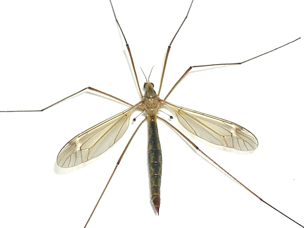 200 billion daddy-long-legs could hatch this year | Trending News ...