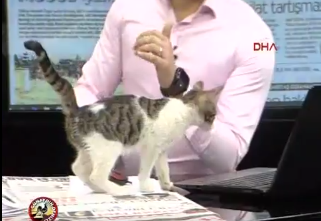 WATCH: Stray cat invades a TV show but the presenter carries on like a ...