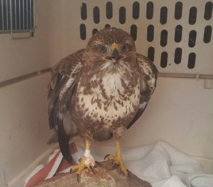 Buzzard found hanging upside down in tree in Stoneywood | News ...