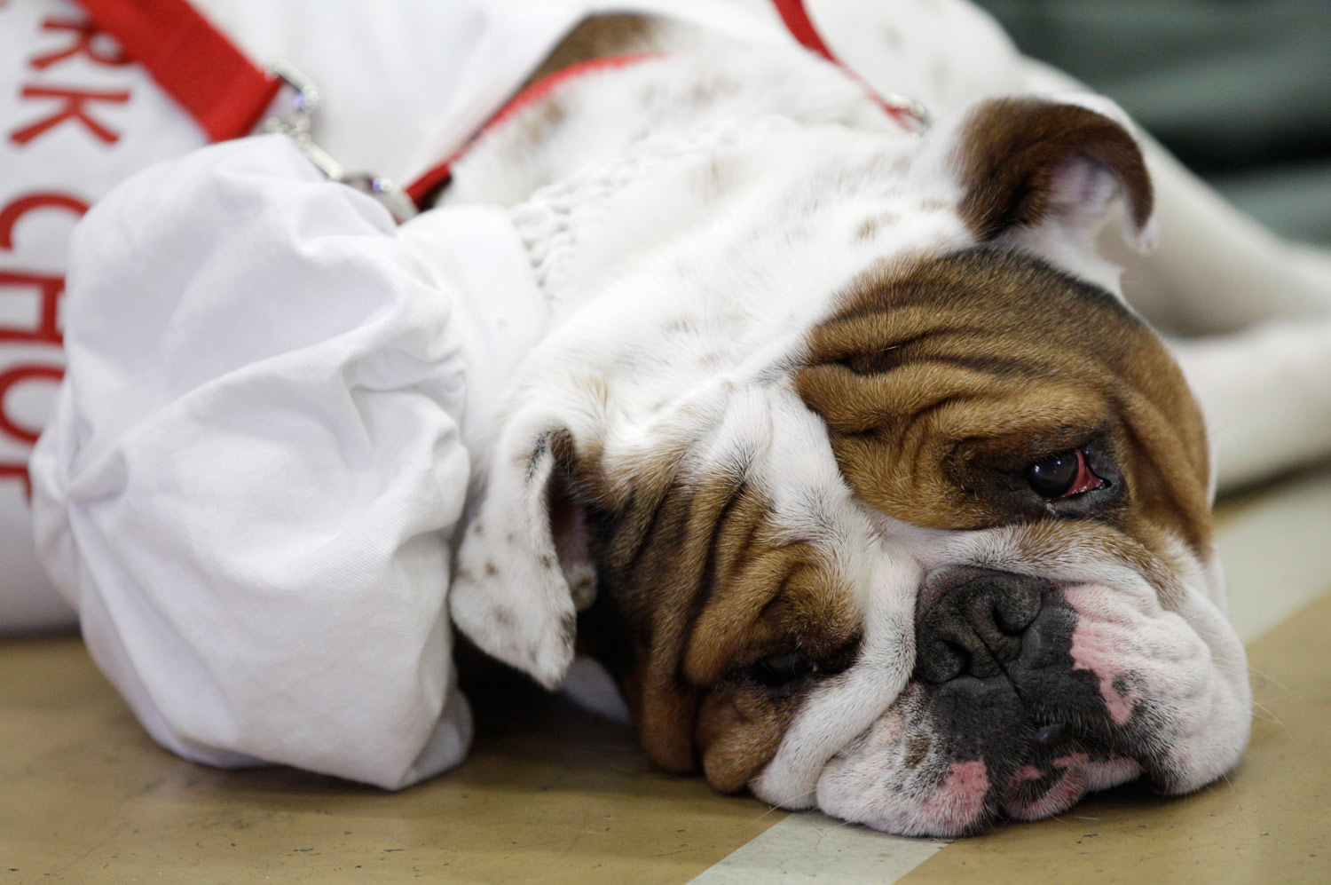 Vets warn dog-owners against "squashed-faced" dogs | Trending News ...